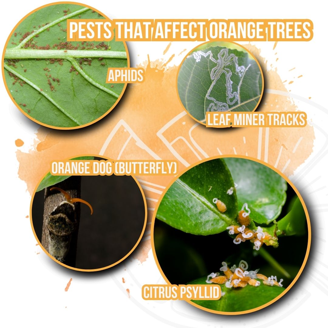 A Squeeze Above the Rest | City Wide Produce